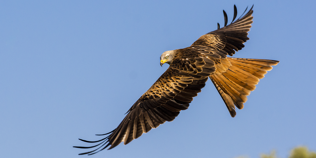 Red Kite Trail - Go North East